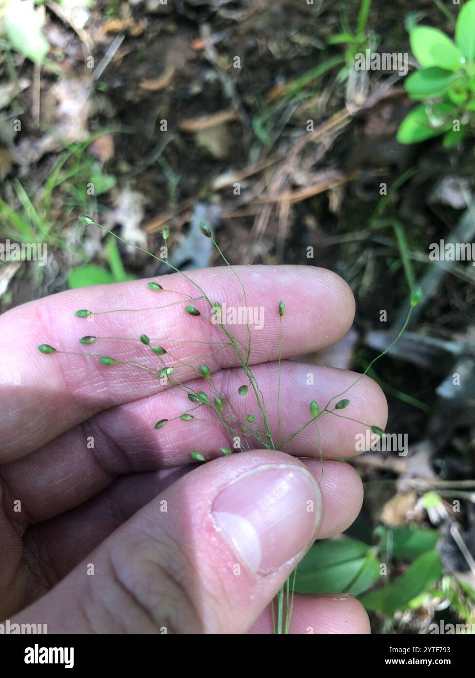 Variable Witchgrass (Dichanthelium commutatum commutatum Stock Photo ...