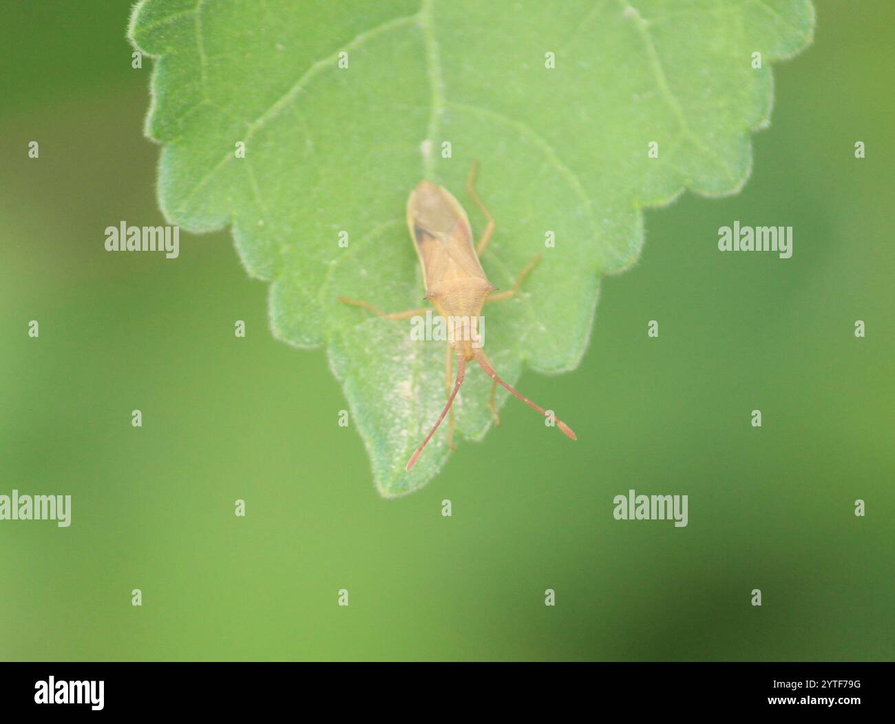 Cletus hi-res stock photography and images - Alamy