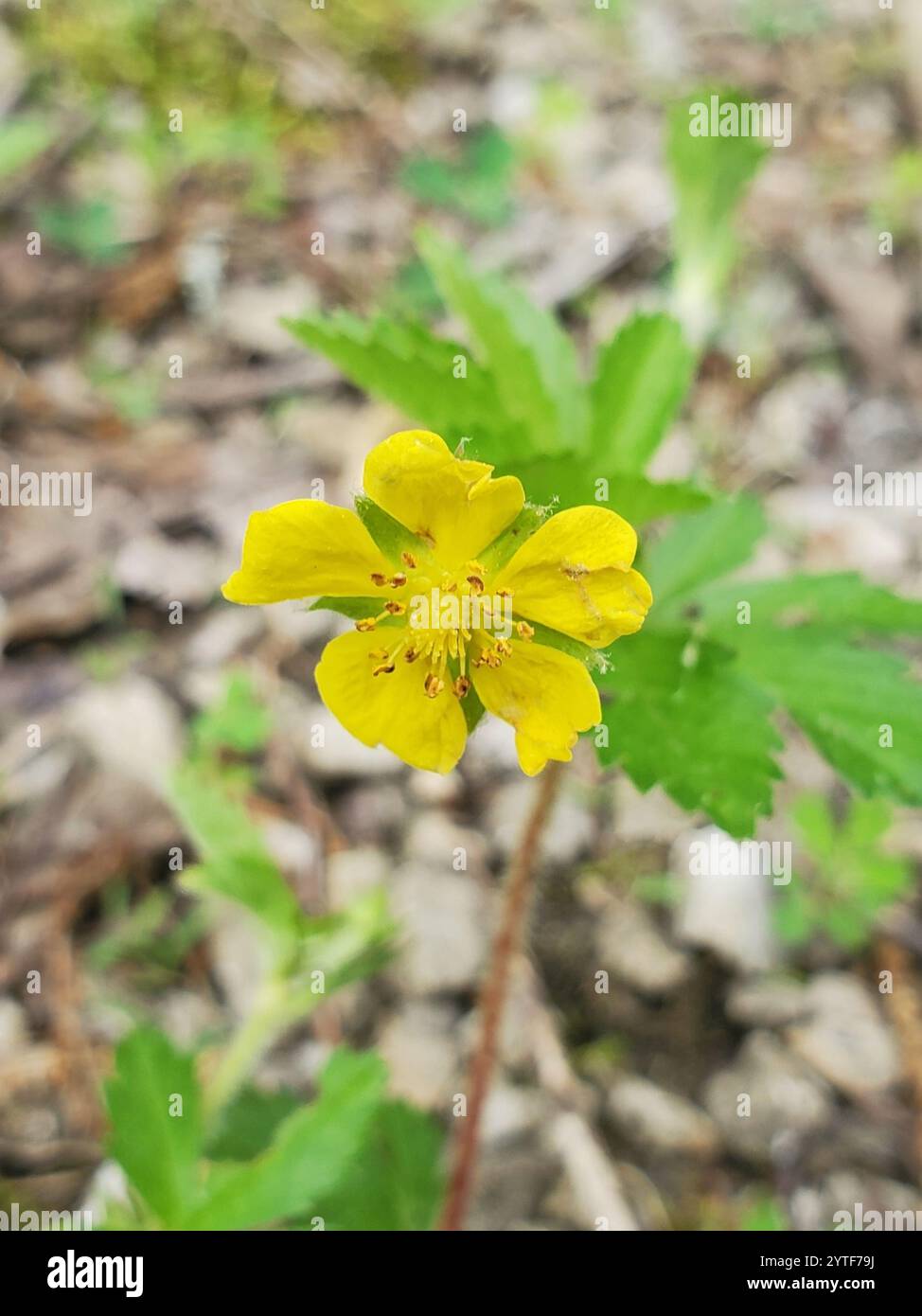 common cinquefoil (Potentilla simplex Stock Photo - Alamy
