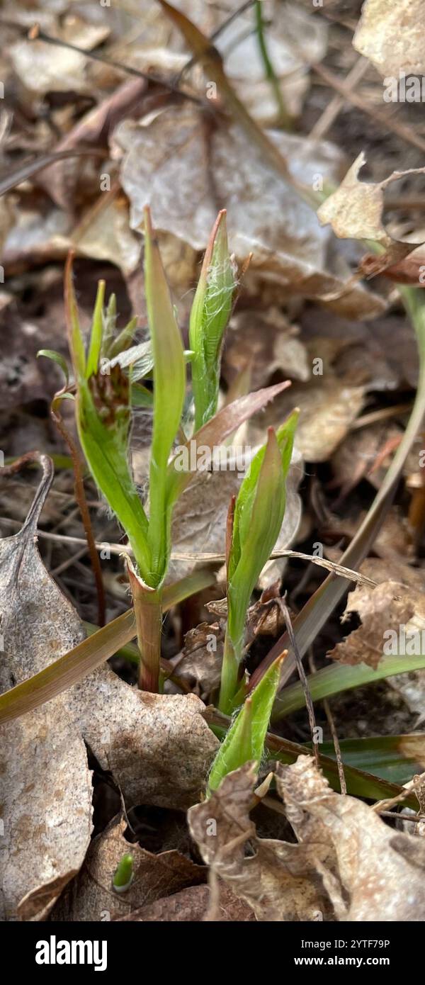 hairy woodrush (Luzula acuminata Stock Photo - Alamy