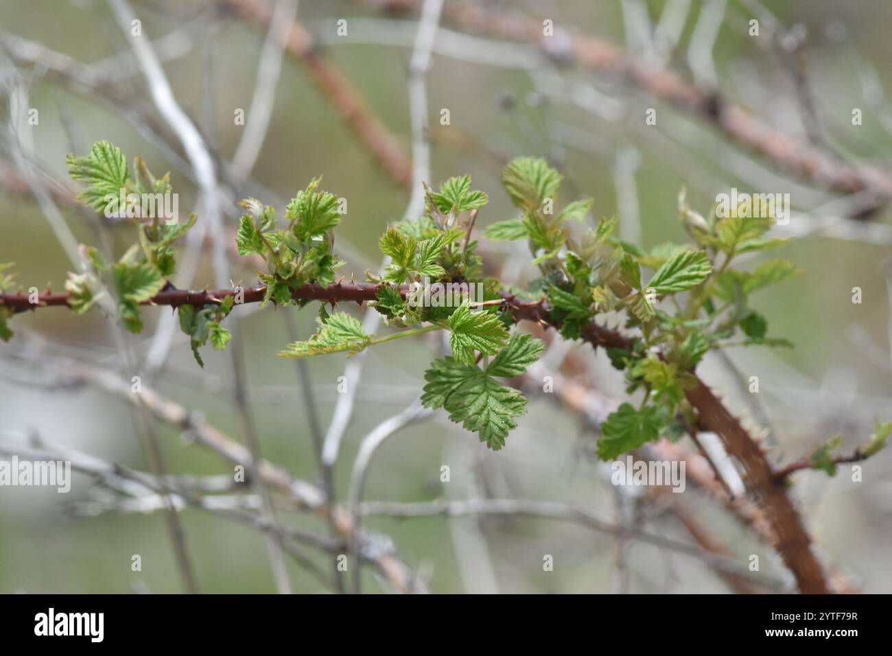 whitebark raspberry (Rubus leucodermis Stock Photo - Alamy