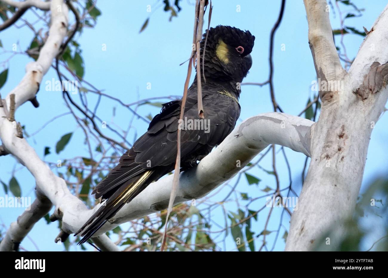 Yellow-tailed Black Cockatoo (Zanda funerea Stock Photo - Alamy