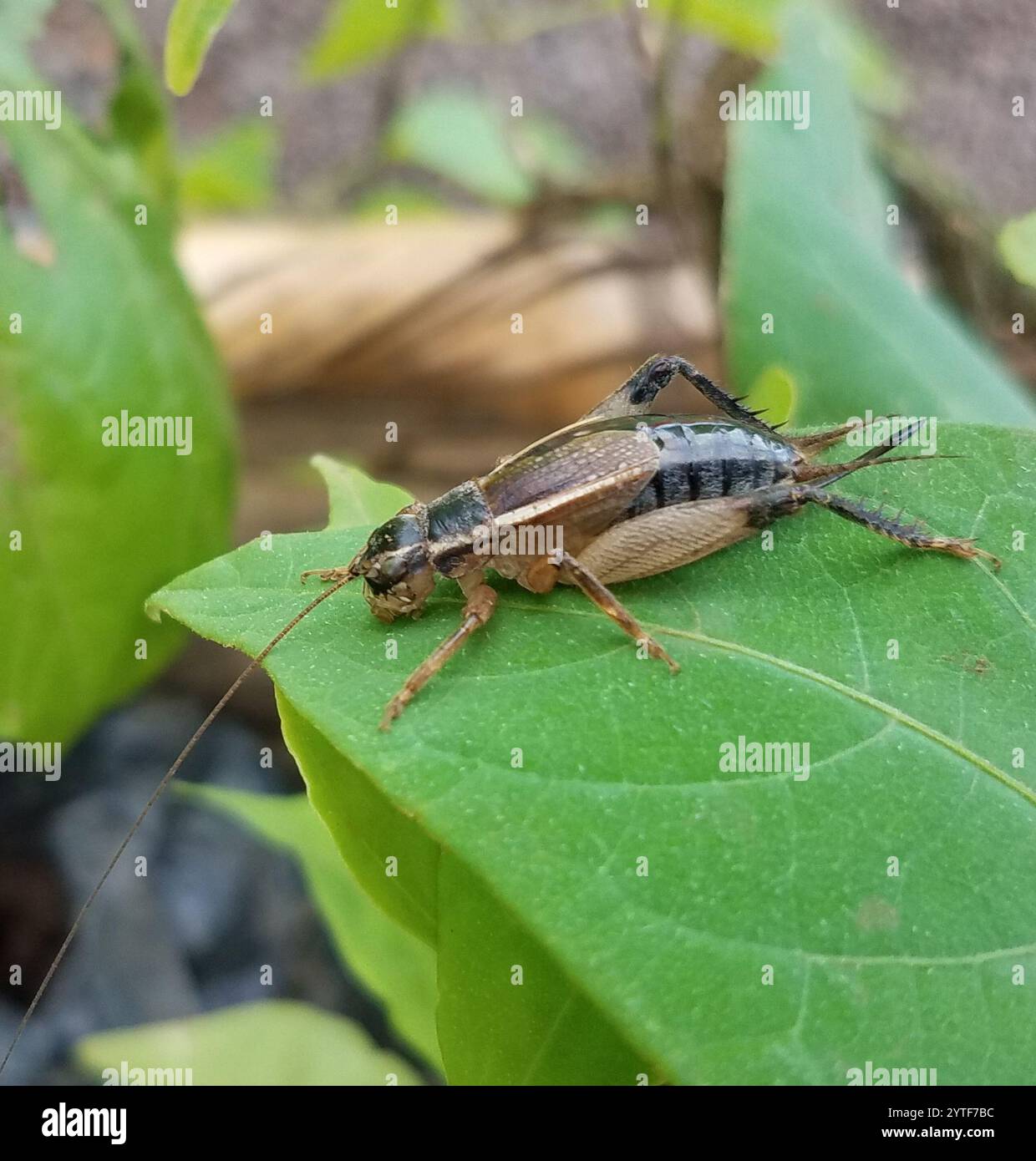 True Crickets (Gryllidae Stock Photo - Alamy