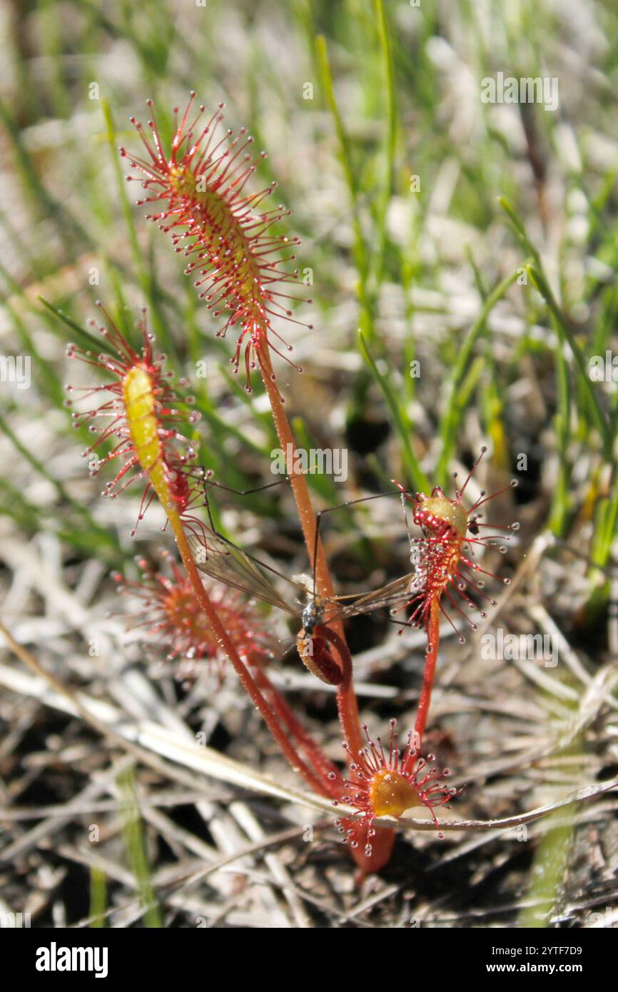 Great Sundew (Drosera anglica Stock Photo - Alamy