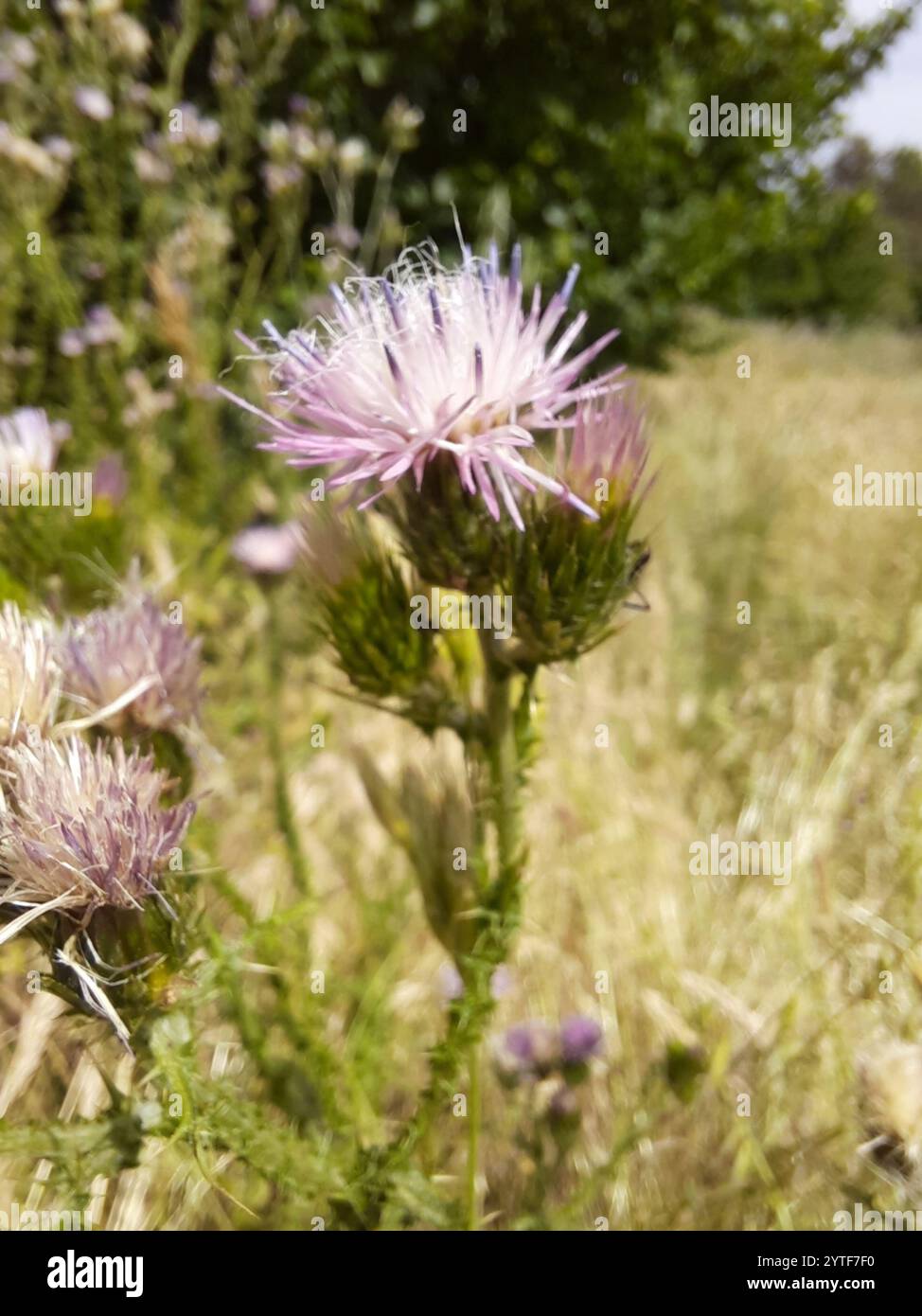 Slender Thistle (Carduus tenuiflorus Stock Photo - Alamy