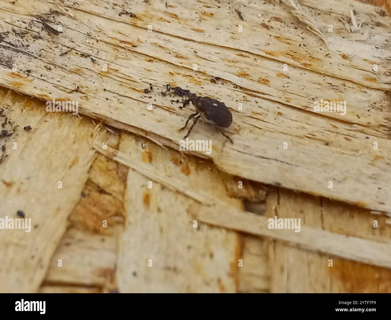 Punctate Minute Seed Weevil (Glocianus punctiger Stock Photo - Alamy