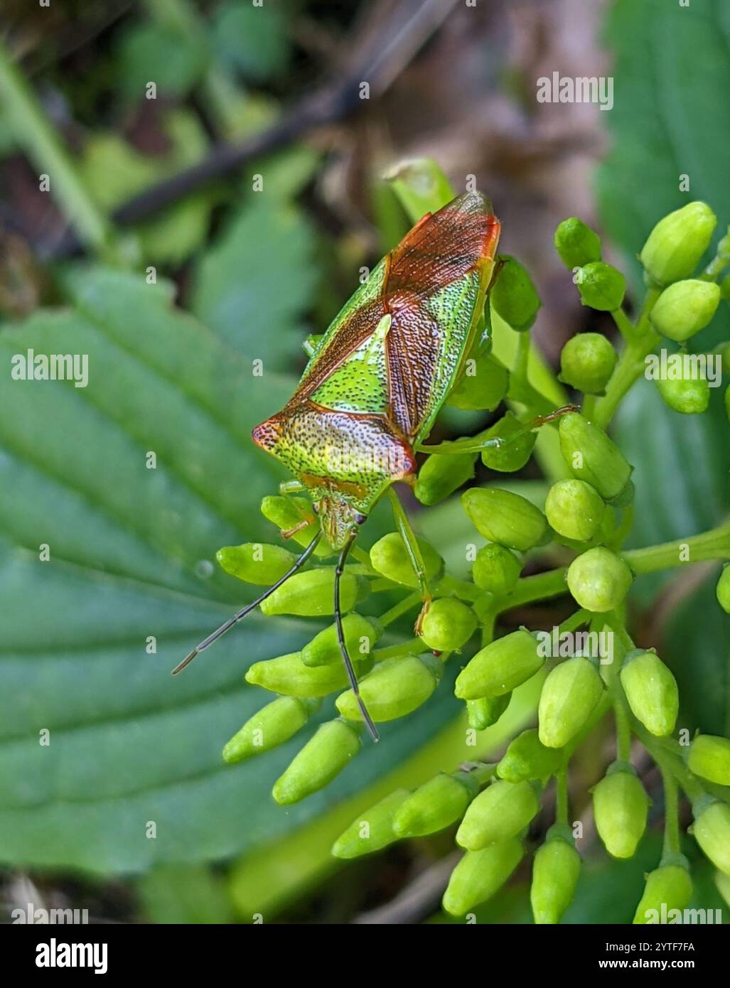 Hawthorn Shield Bug (Acanthosoma haemorrhoidale Stock Photo - Alamy
