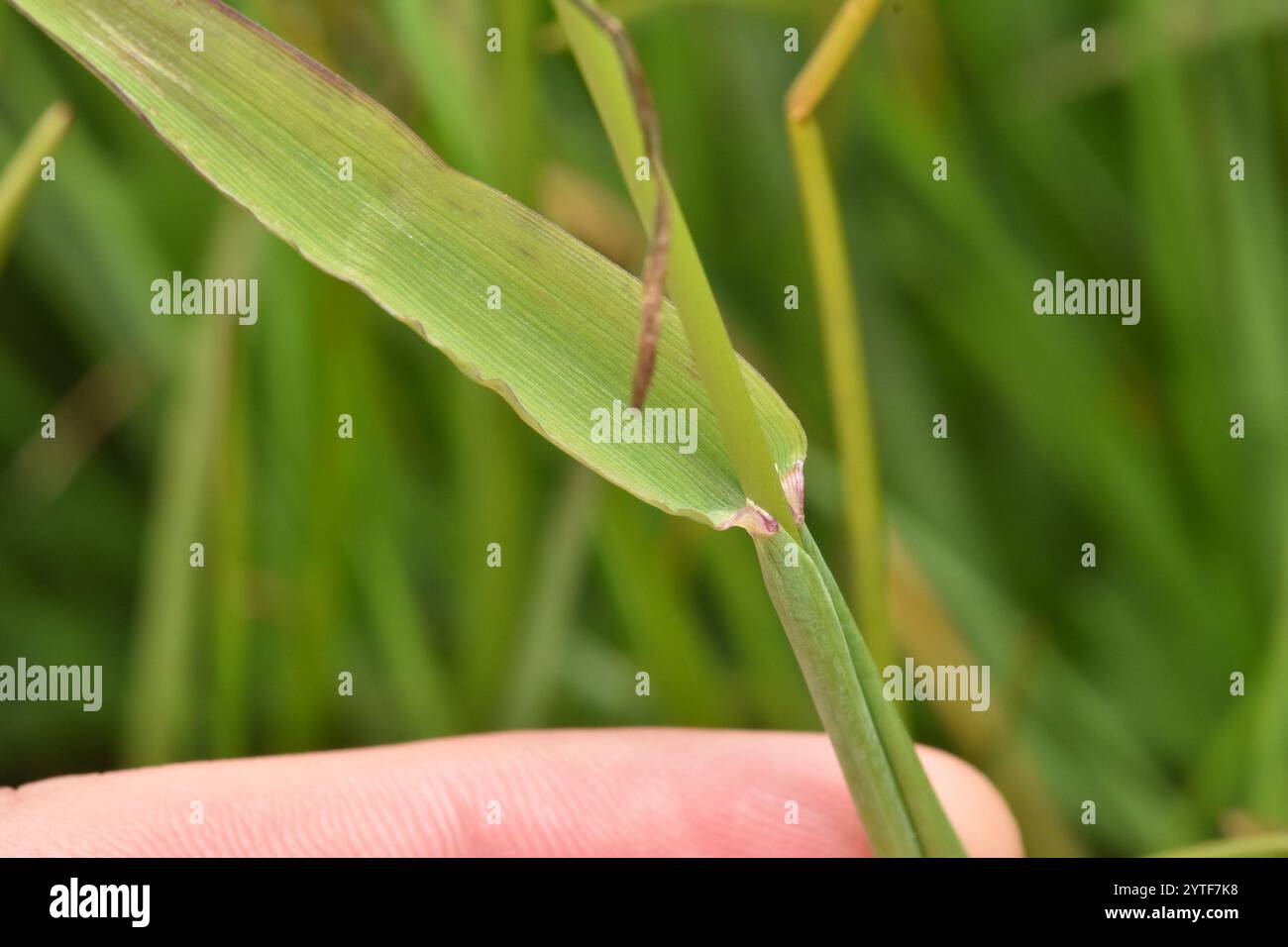 Foxtail grasses (Alopecurus Stock Photo - Alamy