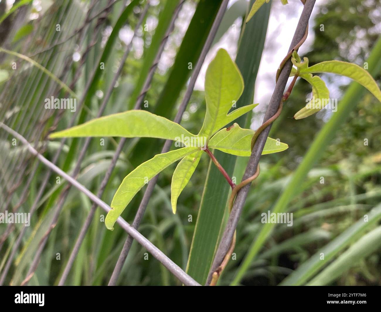 Alamo vine (Distimake dissectus Stock Photo - Alamy