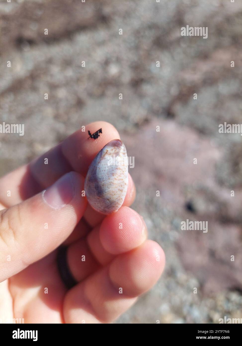 Common Atlantic Slippersnail (Crepidula fornicata Stock Photo - Alamy