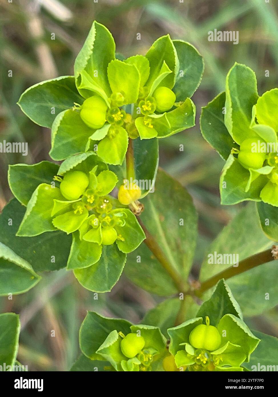 Sun spurge (Euphorbia helioscopia Stock Photo - Alamy