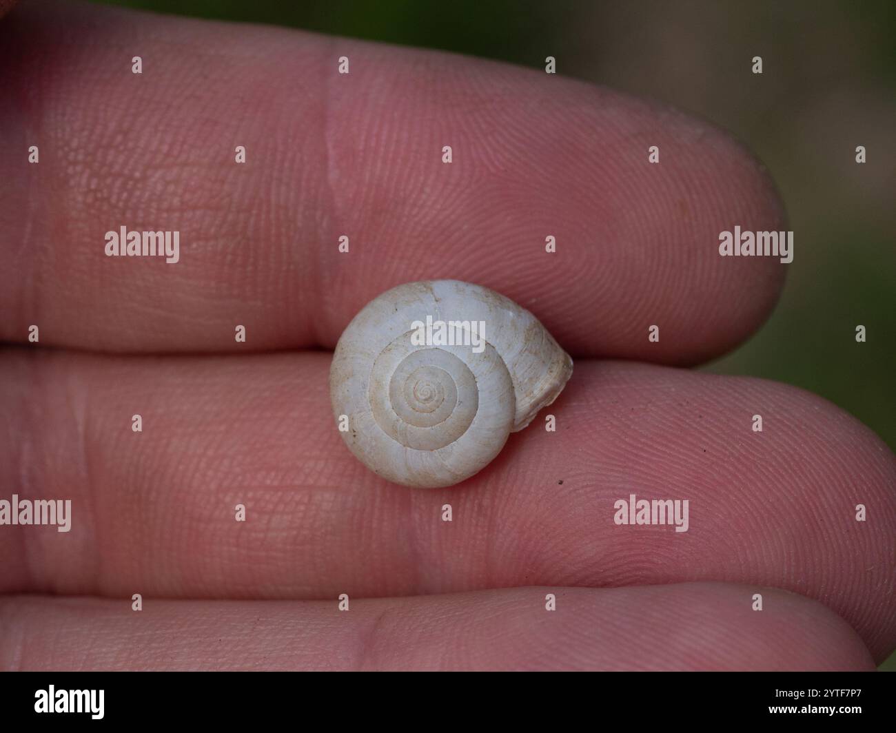 Carthusian snail monacha cartusiana hi-res stock photography and images ...