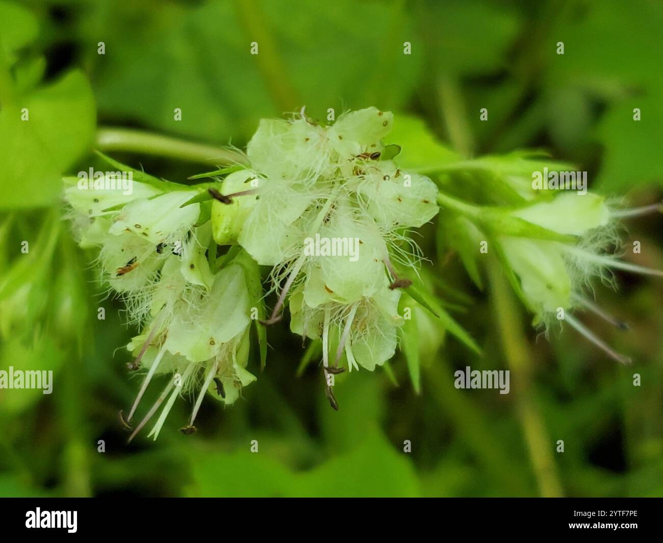 Hydrophyllum canadense hi-res stock photography and images - Alamy