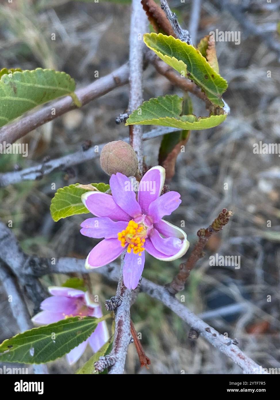 Crossberry (Grewia occidentalis Stock Photo - Alamy