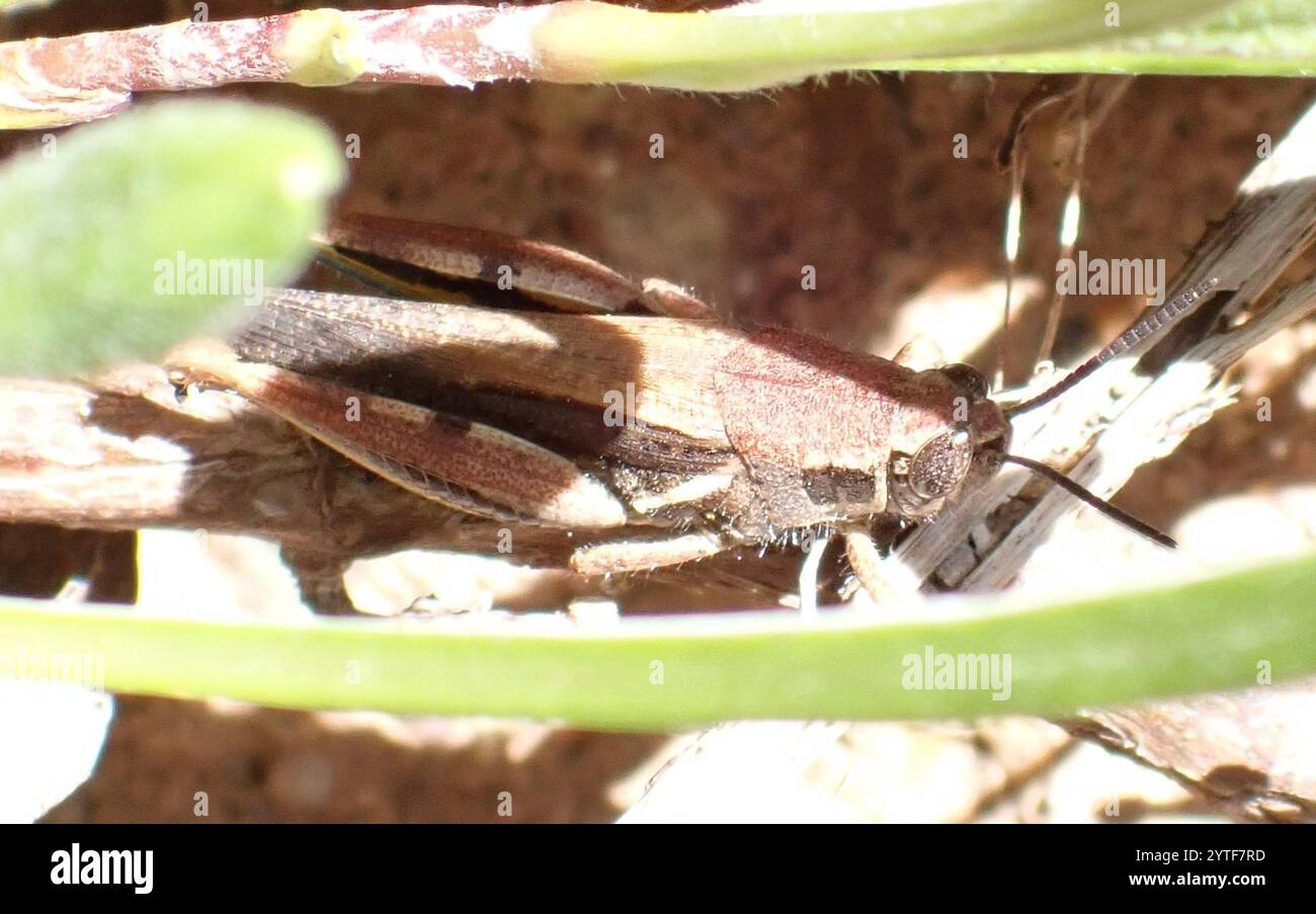 Spur-throated Grasshoppers (Catantops Stock Photo - Alamy
