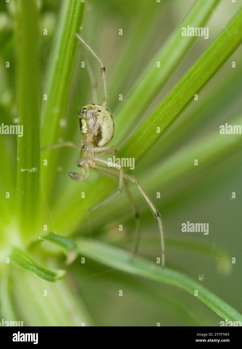 Common candy-striped spider (Enoplognatha ovata Stock Photo - Alamy
