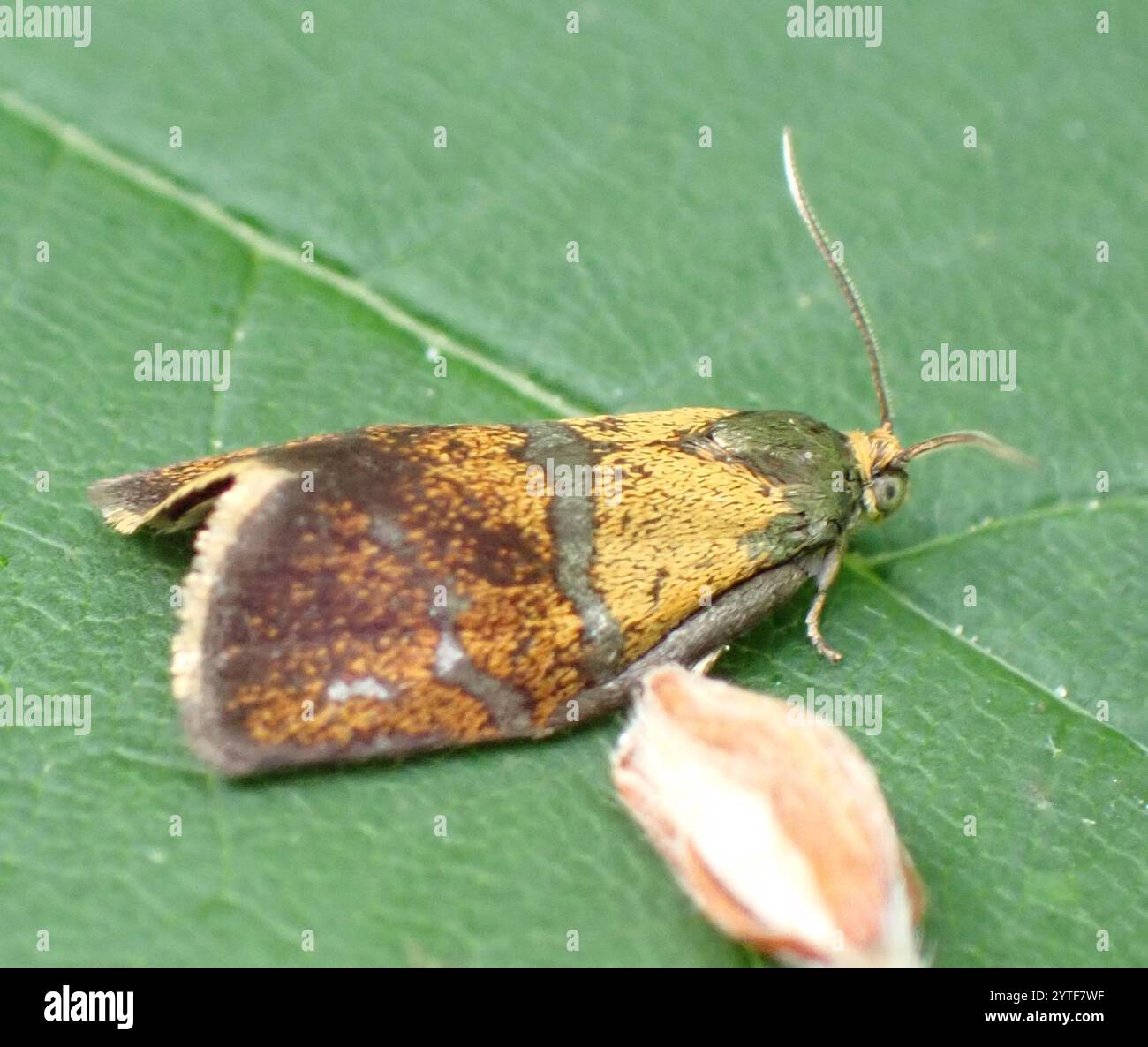 Lecheana hi-res stock photography and images - Alamy