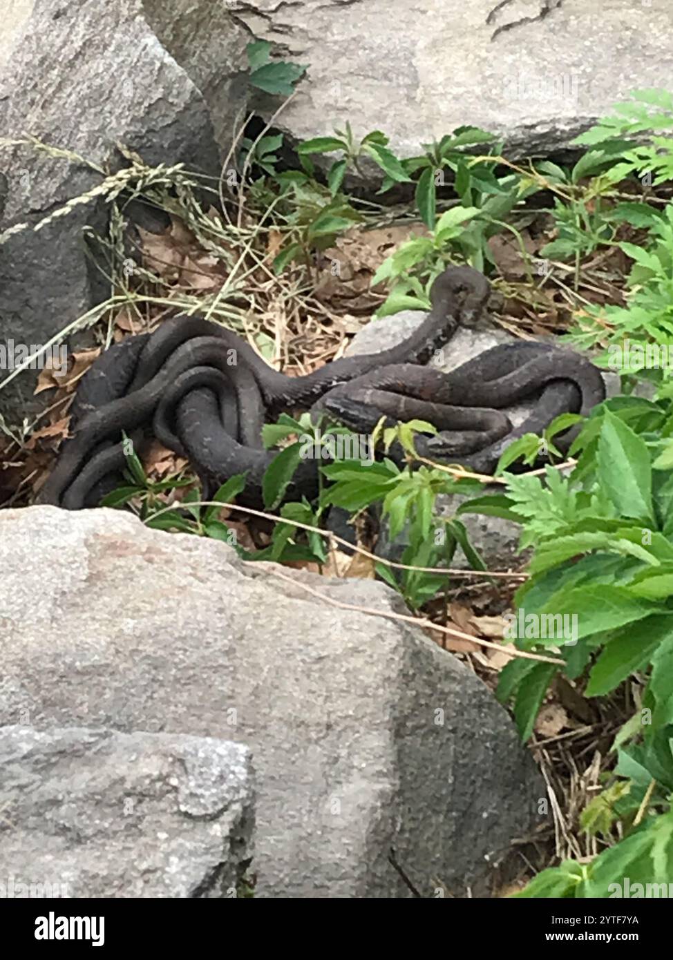Common Watersnake (Nerodia sipedon Stock Photo - Alamy