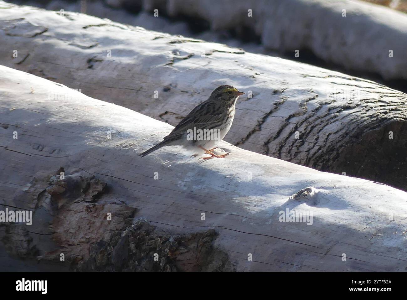 Savannah Sparrow (Passerculus sandwichensis Stock Photo - Alamy