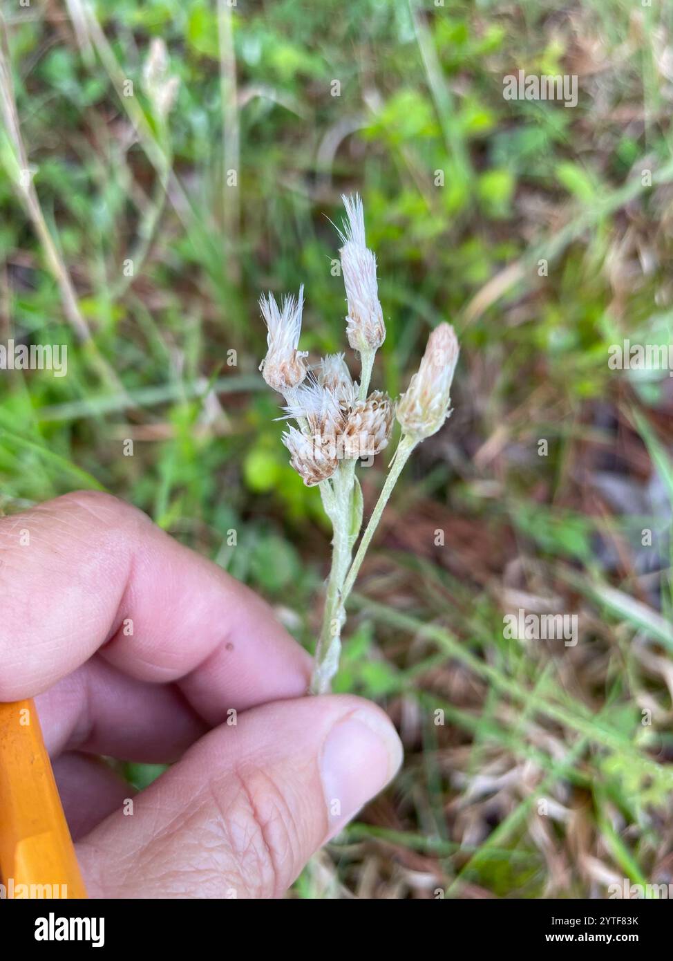 Parlin's Pussytoes (Antennaria parlinii Stock Photo - Alamy