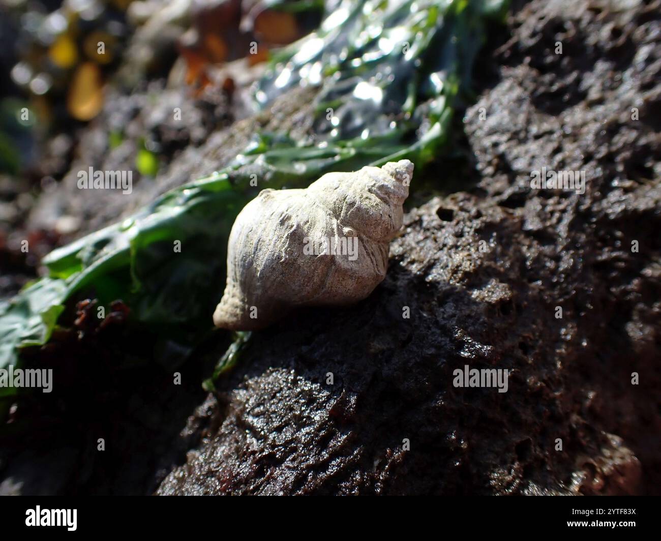 Nucella lamellosa hi-res stock photography and images - Alamy