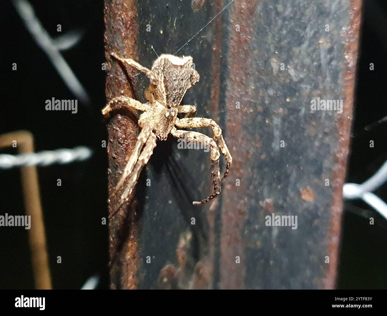 Square-ended Crab Spider (Sidymella angularis Stock Photo - Alamy