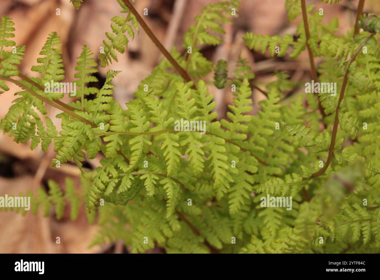 fragile ferns (Cystopteris Stock Photo - Alamy