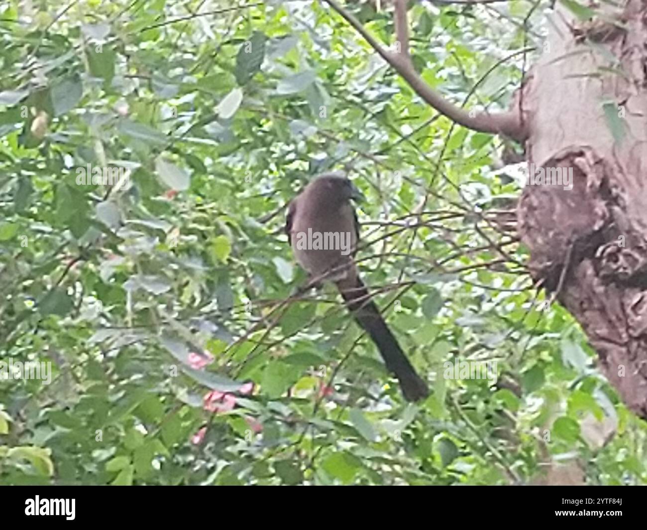 Gray treepie hi-res stock photography and images - Alamy