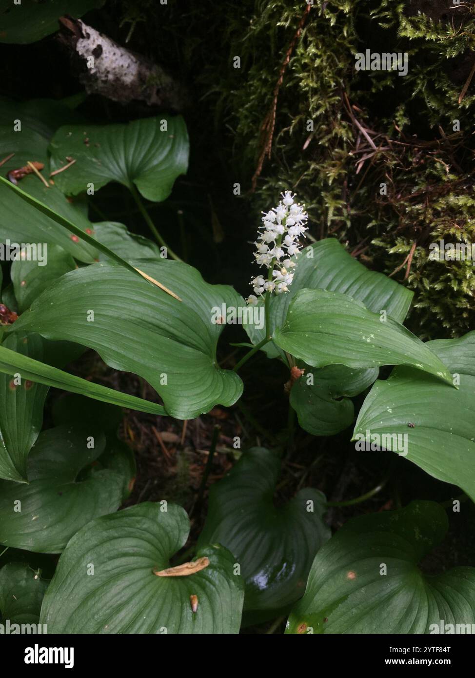 Western Lily of the Valley (Maianthemum dilatatum Stock Photo - Alamy