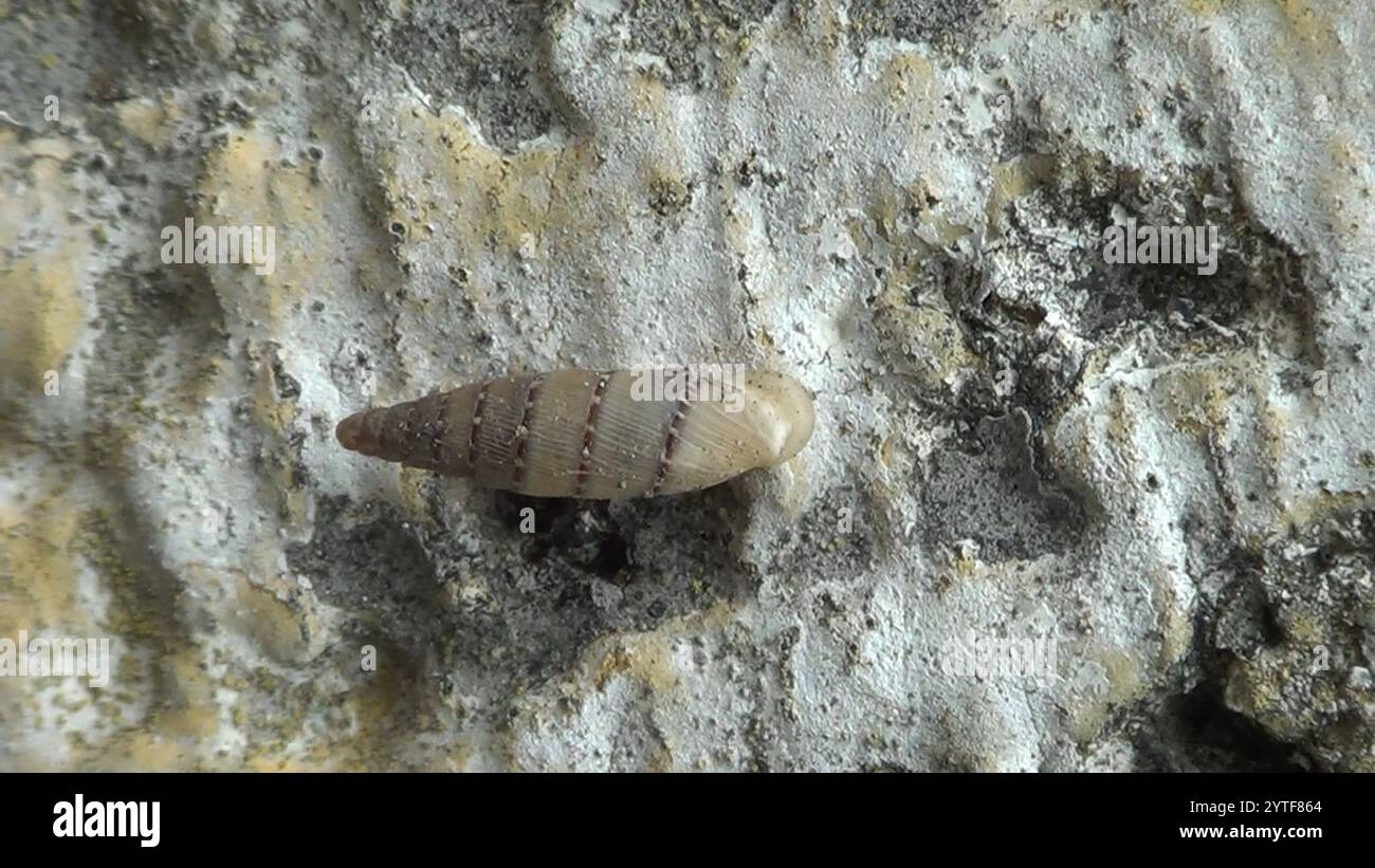 Papillifera papillaris hi-res stock photography and images - Alamy