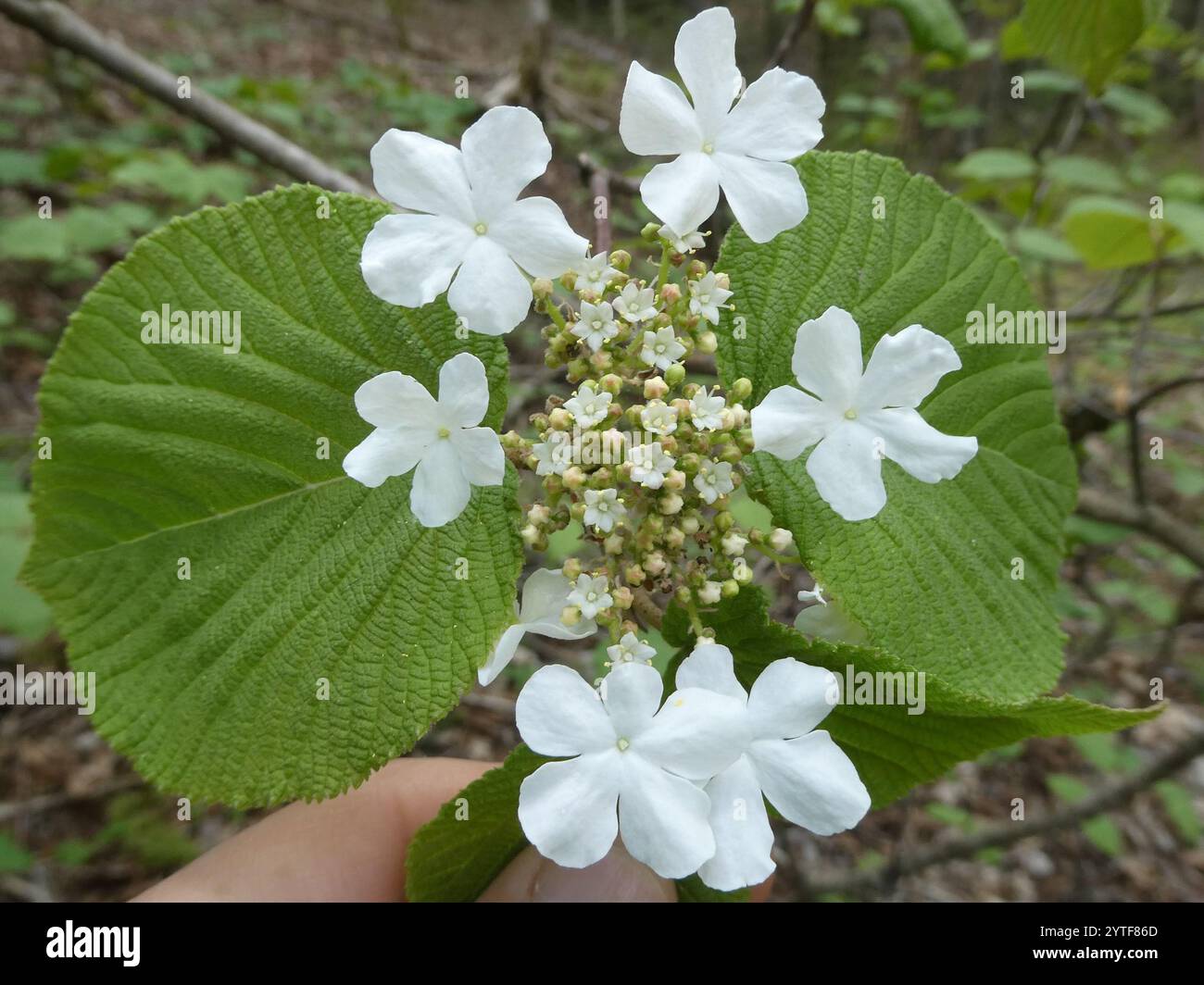 hobblebush (Viburnum lantanoides Stock Photo - Alamy