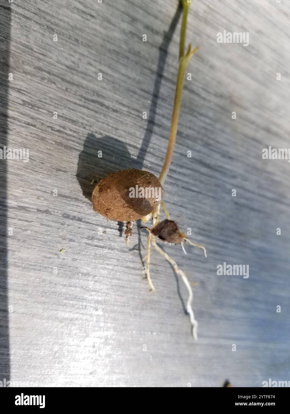 Chinese yam (Dioscorea polystachya Stock Photo - Alamy