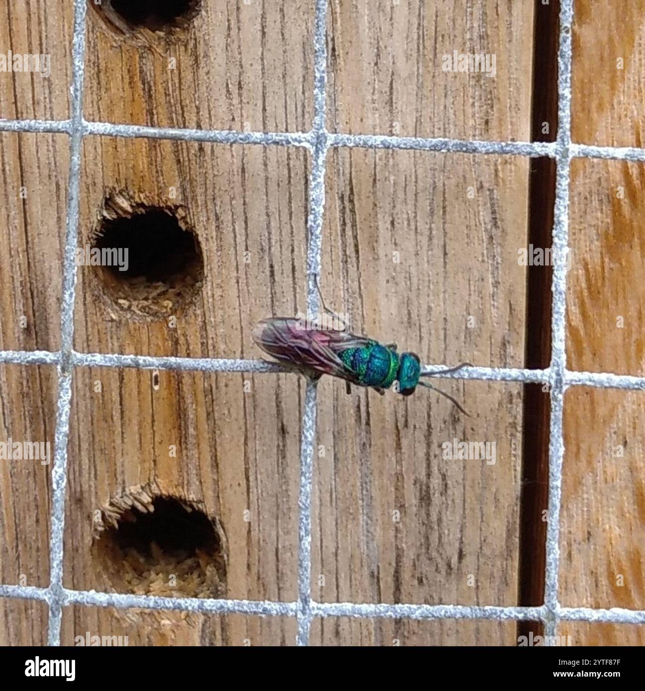 Ruby-tailed Cuckoo Wasps (Chrysis ignita Stock Photo - Alamy