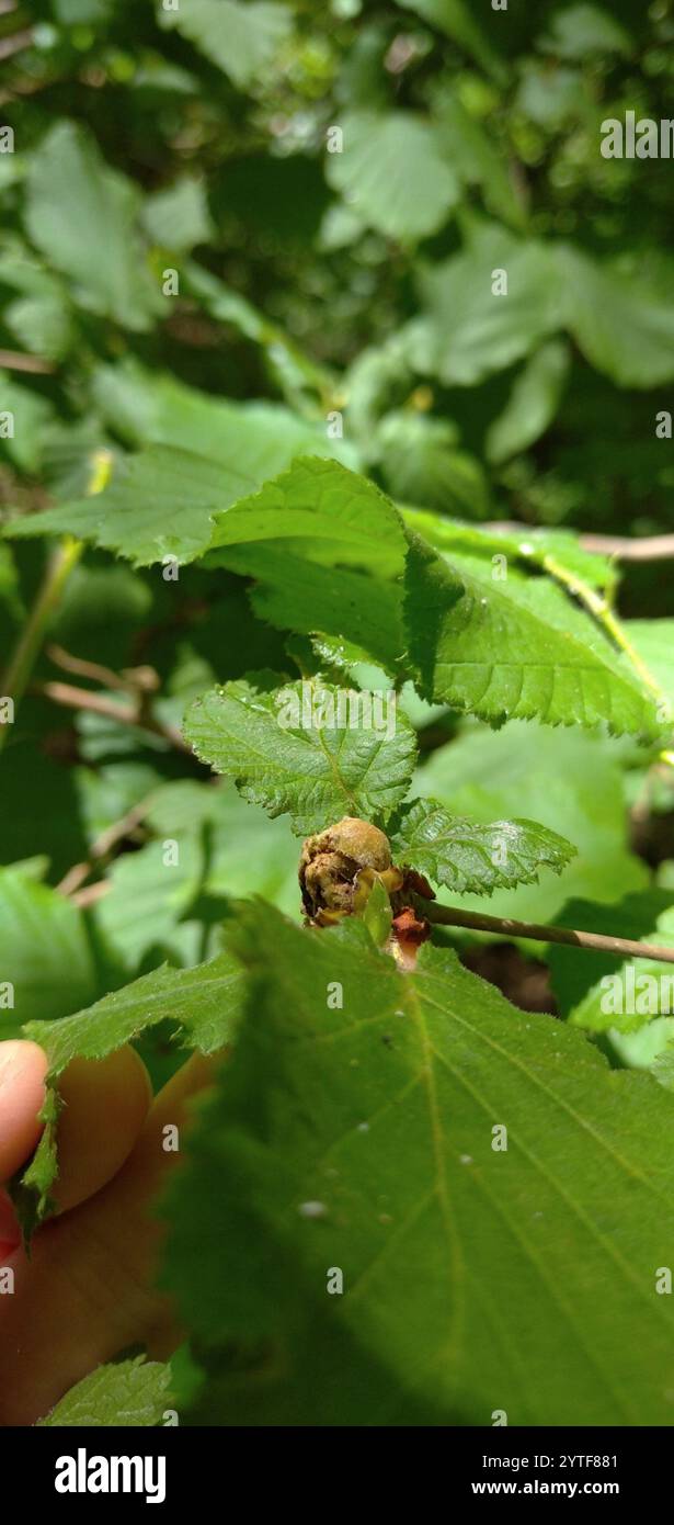 Nut Weevil (Curculio nucum Stock Photo - Alamy