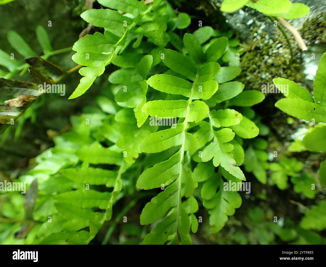 irregular polypody (Polypodium amorphum Stock Photo - Alamy