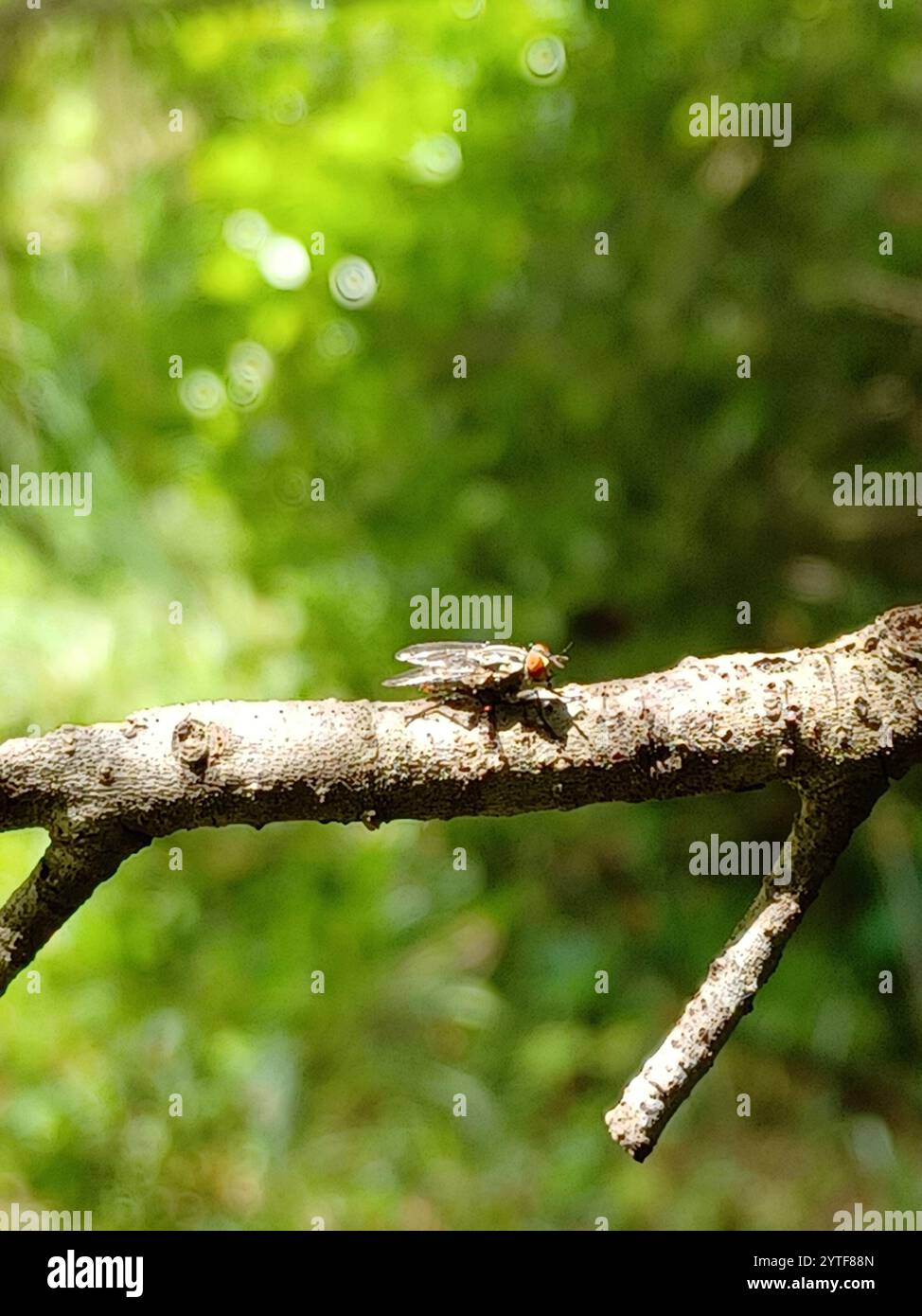 Common Flesh Flies (Sarcophaga Stock Photo - Alamy