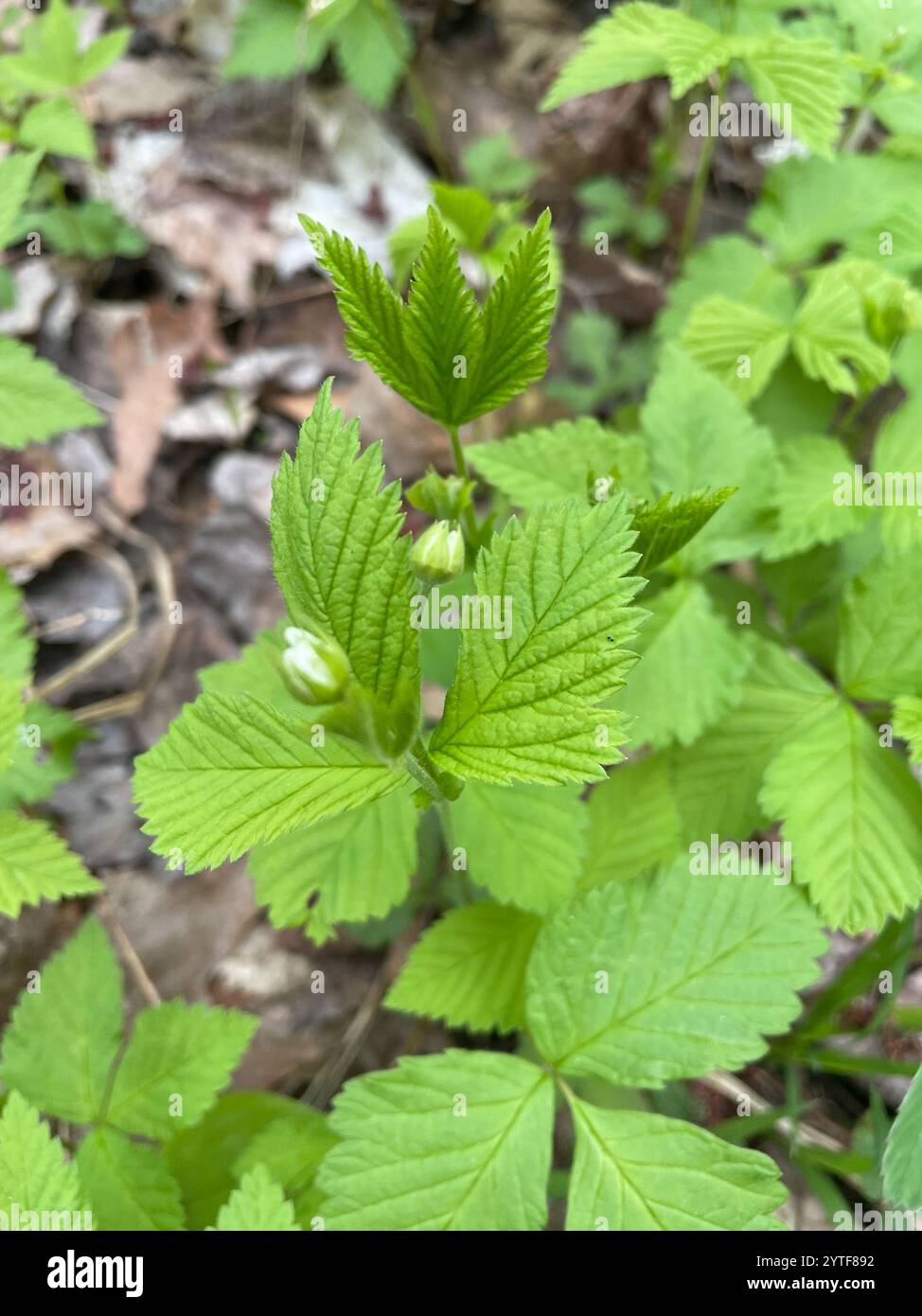 dwarf raspberry (Rubus pubescens Stock Photo - Alamy