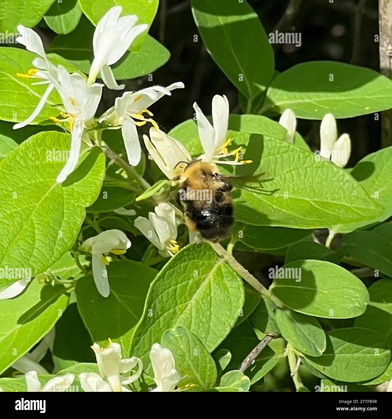 Perplexing Bumble Bee (Bombus perplexus Stock Photo - Alamy