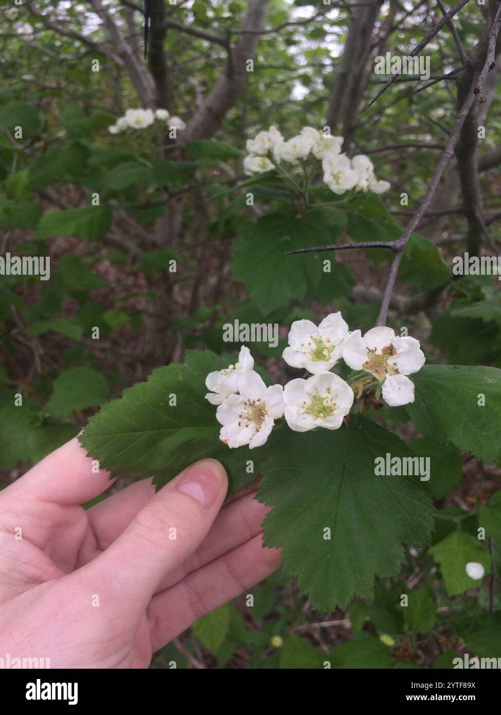 Hairy Cockspurthorn (Crataegus submollis Stock Photo - Alamy