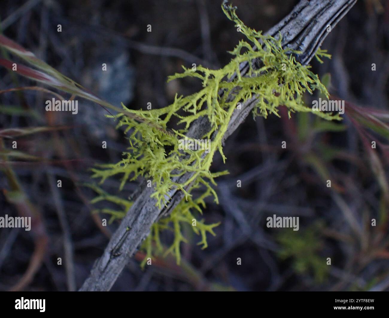 wolf lichen (Letharia vulpina Stock Photo - Alamy