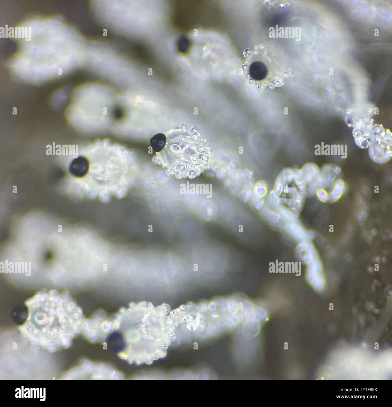 (Pilobolus roridus umbonatus Stock Photo - Alamy