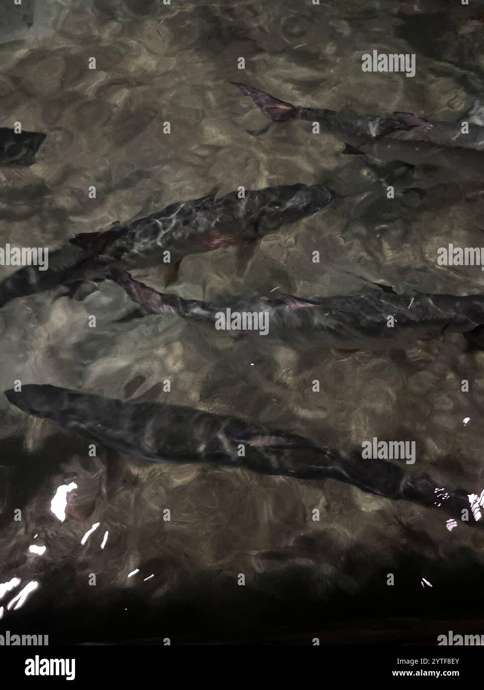 Atlantic Tarpon (Megalops atlanticus Stock Photo - Alamy