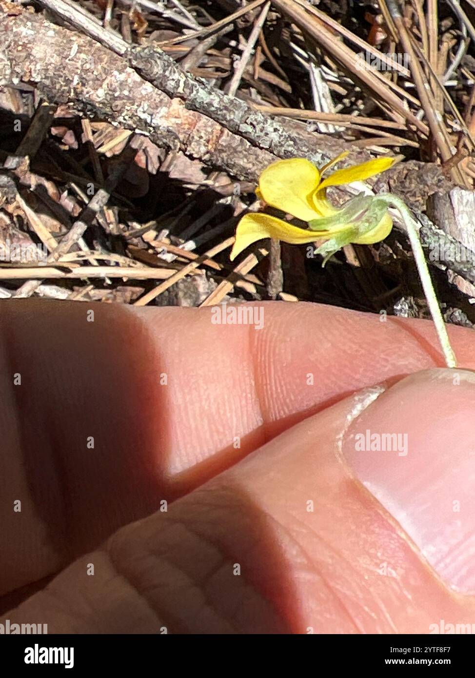 Goosefoot violet (Viola purpurea Stock Photo - Alamy