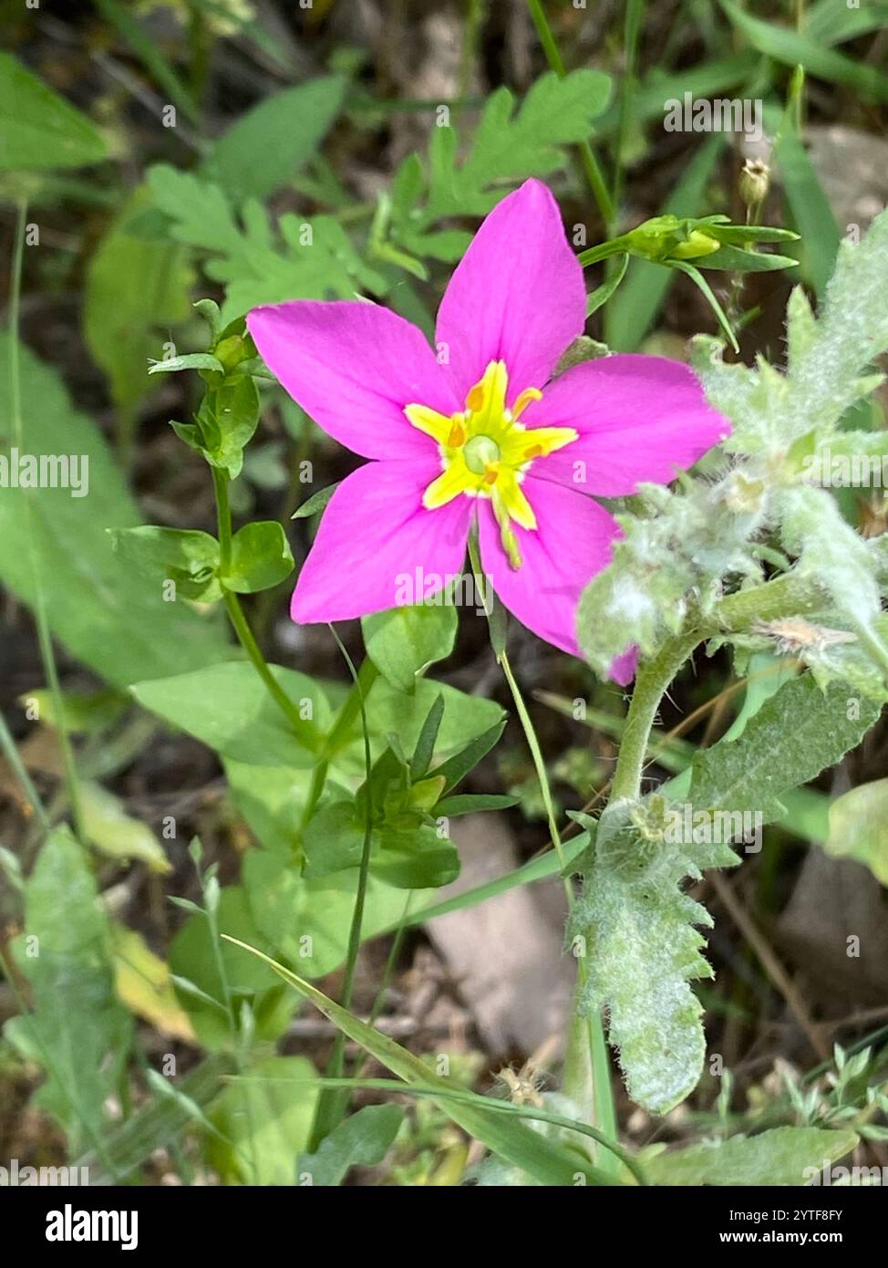 Meadow Pink (Sabatia campestris Stock Photo - Alamy