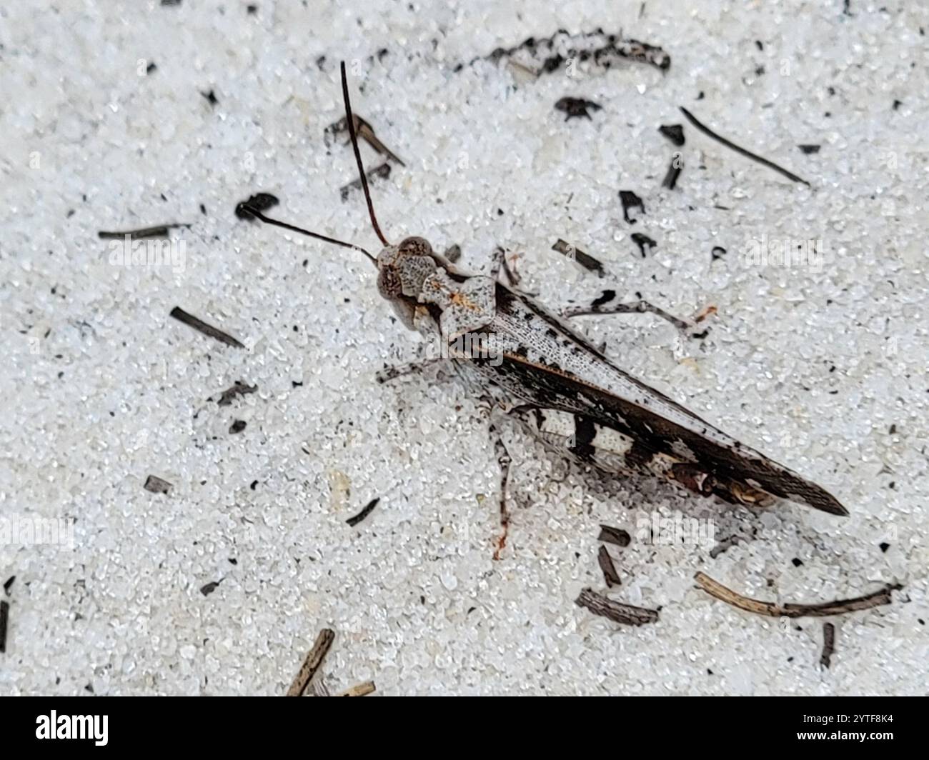 Southern Marbled Grasshopper (Spharagemon marmoratum pictum Stock Photo ...