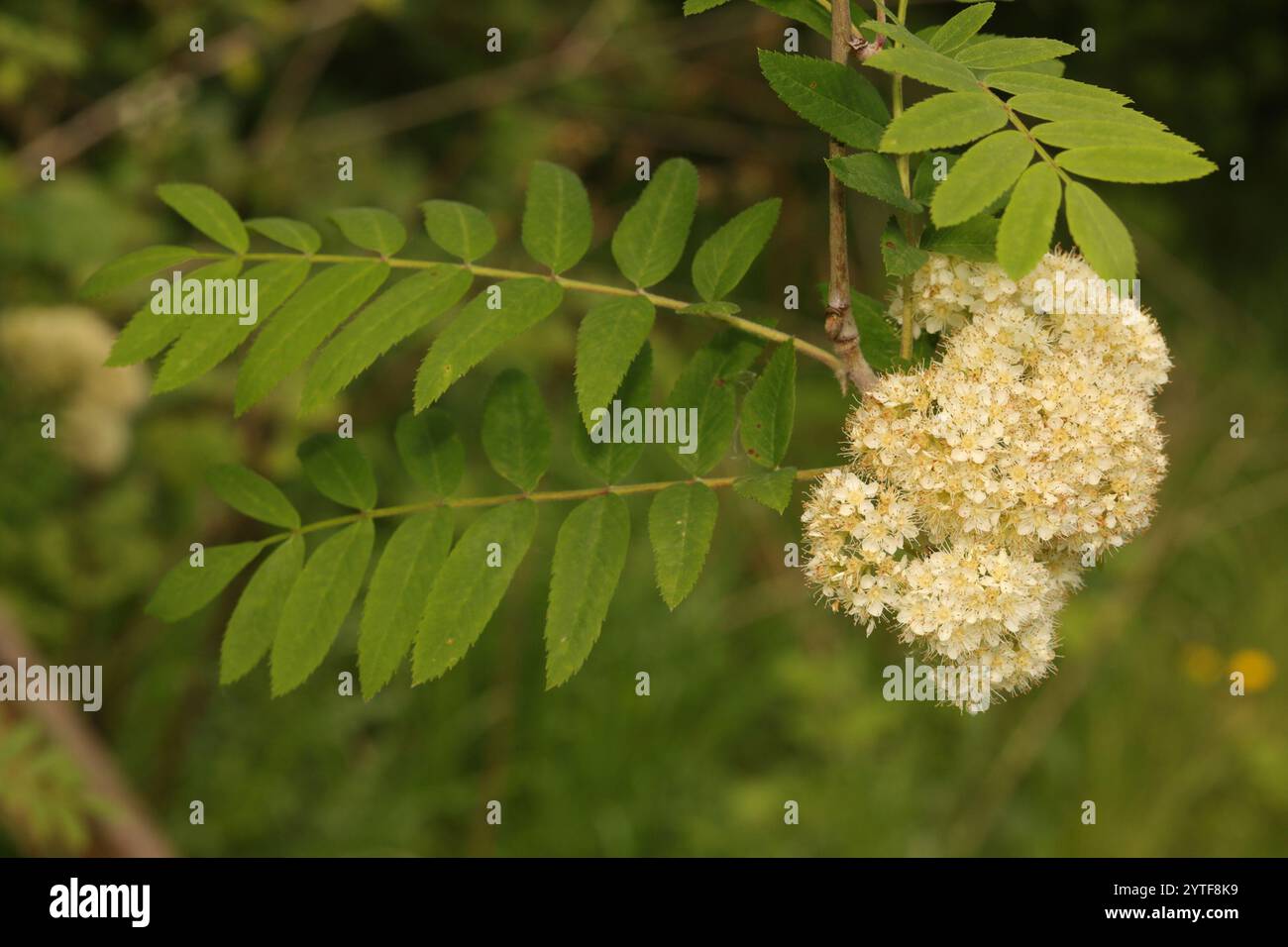 European mountain ash (Sorbus aucuparia Stock Photo - Alamy