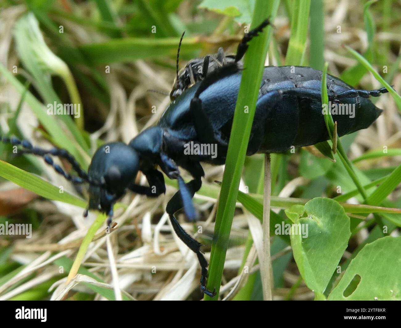 Mourning Fire-colored Beetle (Pedilus lugubris Stock Photo - Alamy