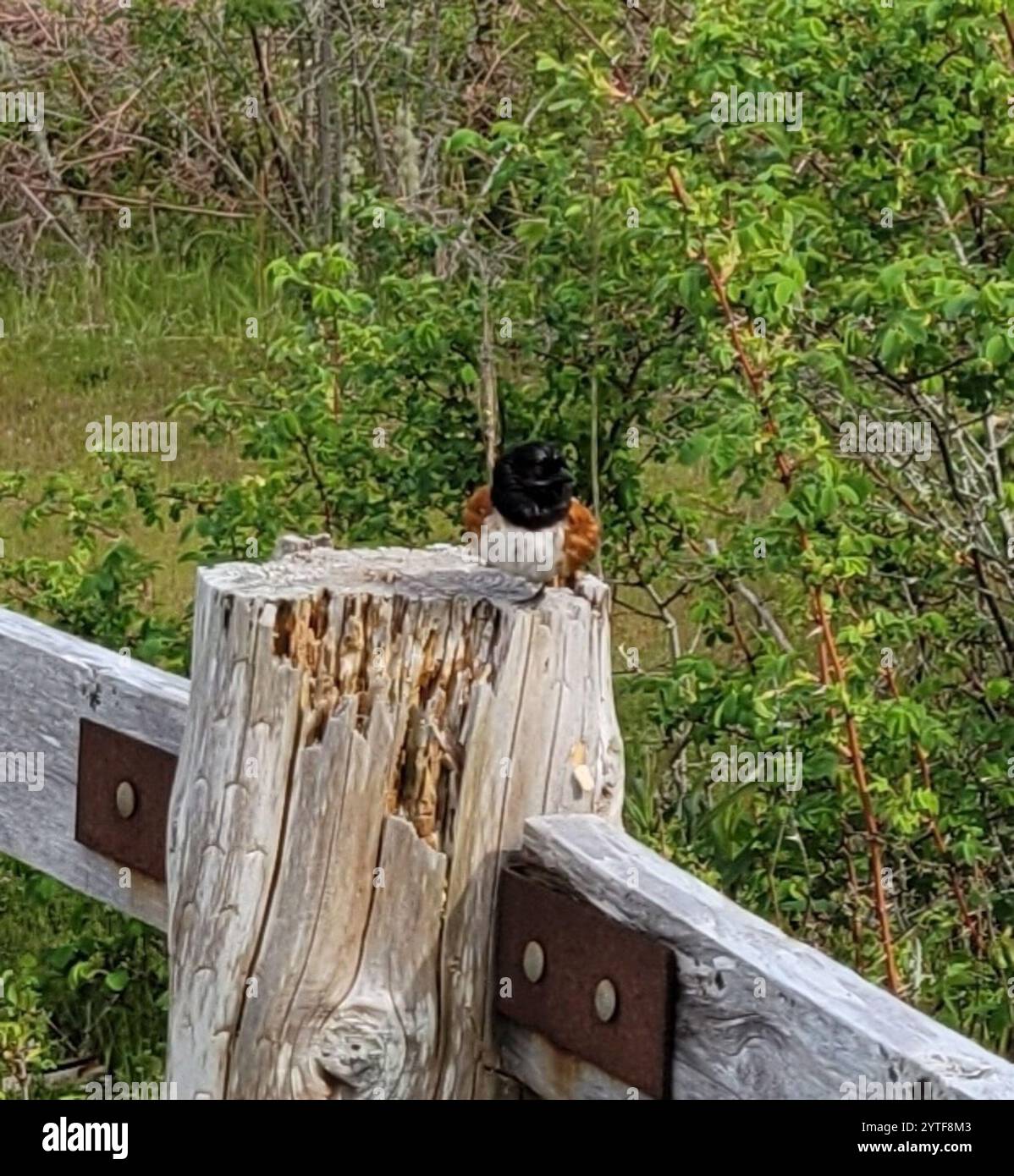 Spotted Towhee (Pipilo maculatus Stock Photo - Alamy