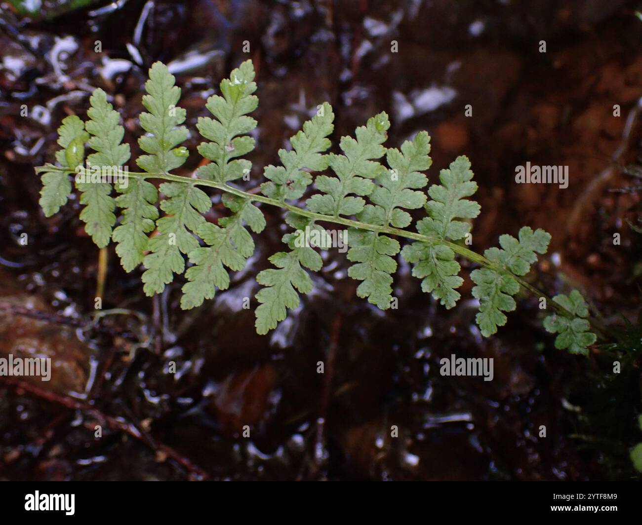 brittle bladderfern (Cystopteris fragilis Stock Photo - Alamy