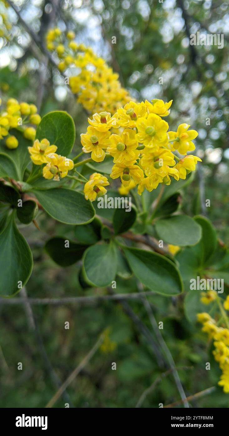 European barberry (Berberis vulgaris Stock Photo - Alamy